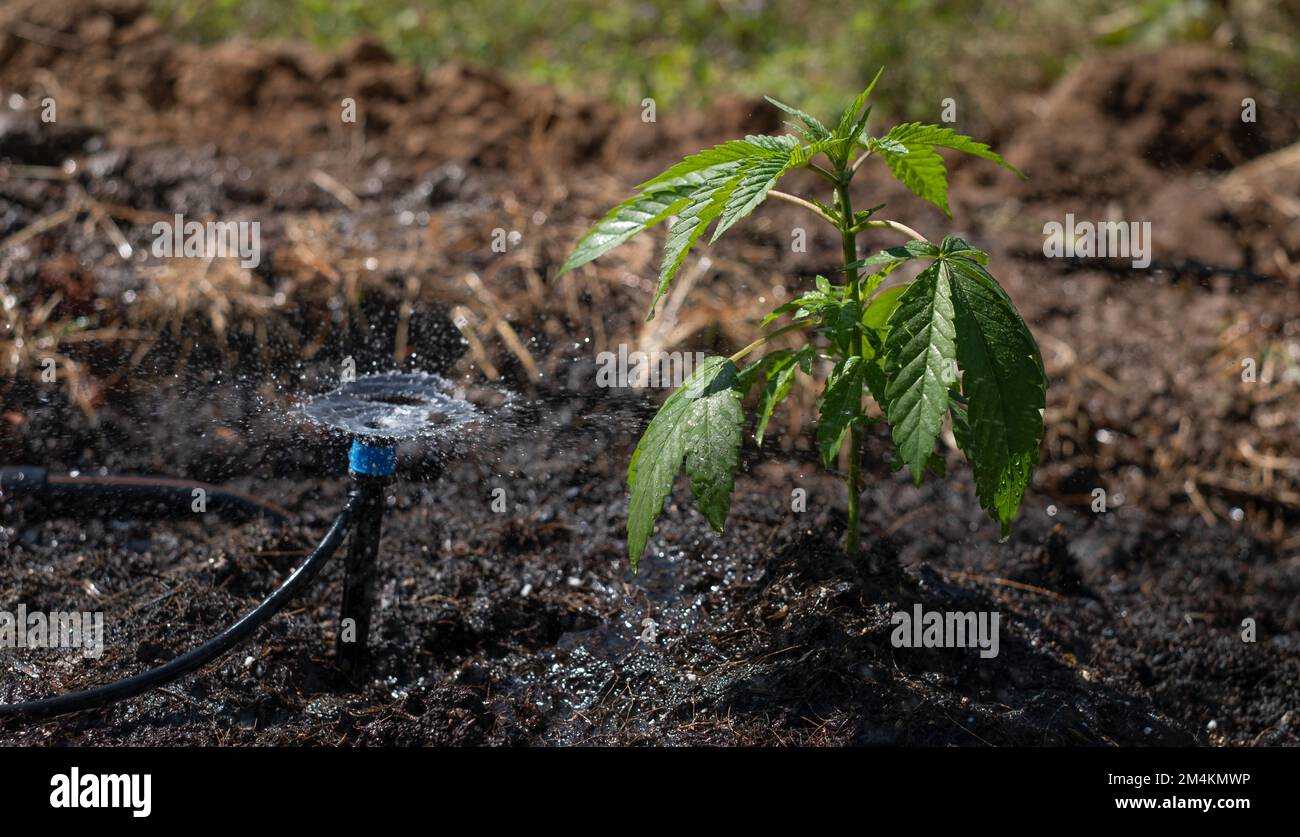 Blue Dream cannabis breed marijuana growing in the ground Stock Photo ...