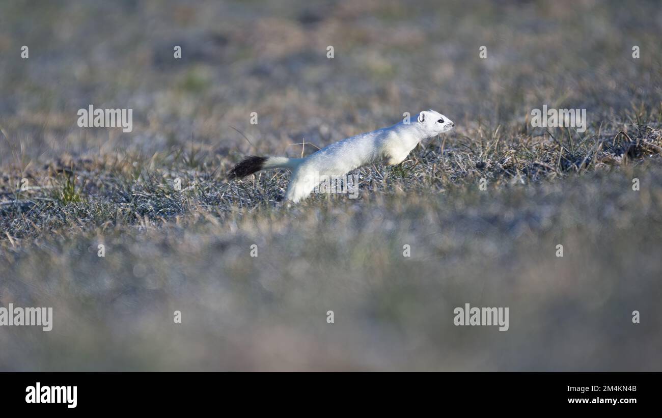 Running stoat hi-res stock photography and images - Alamy