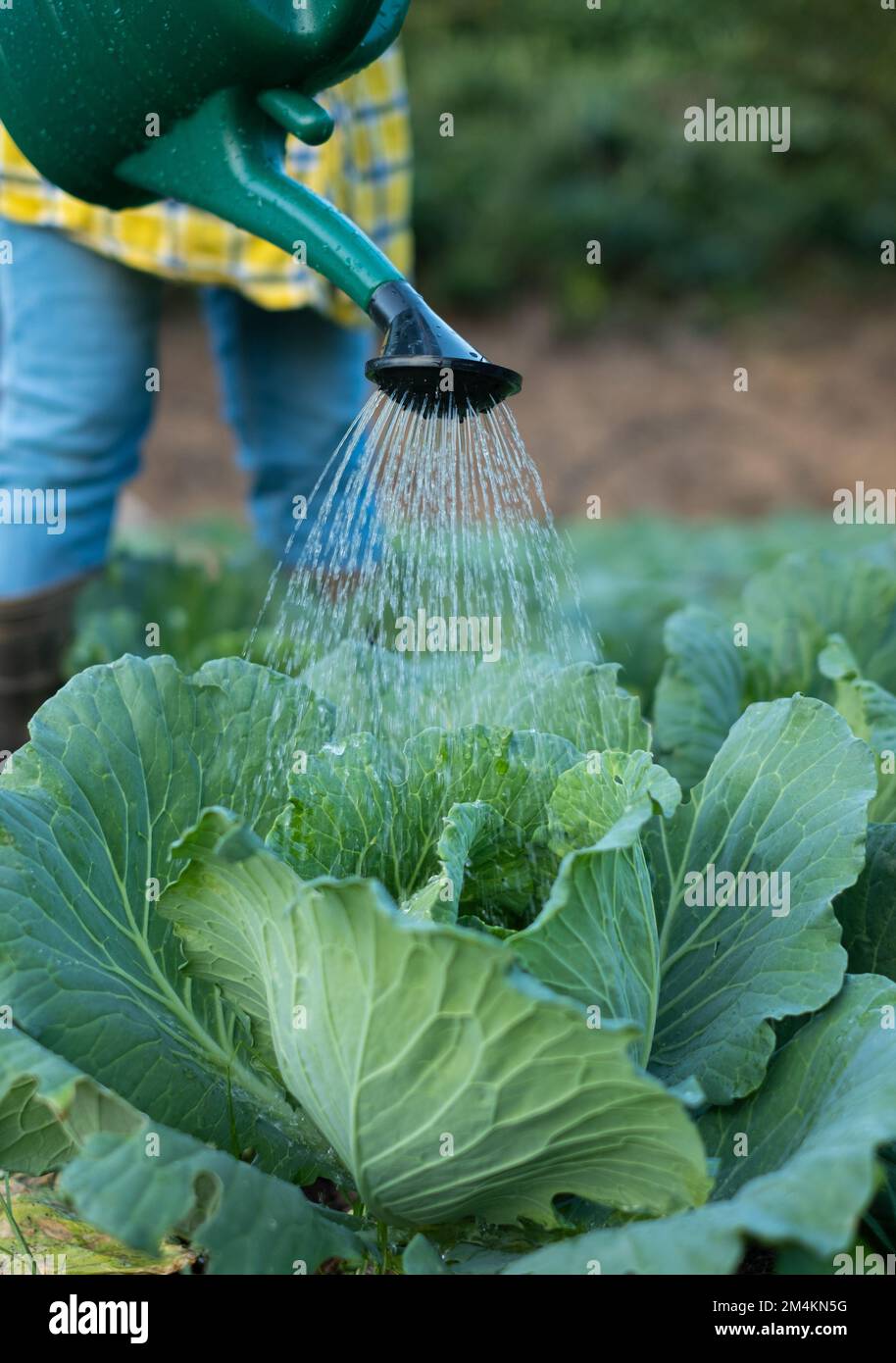 Farmer watering cabbage garden with water can Stock Photo - Alamy
