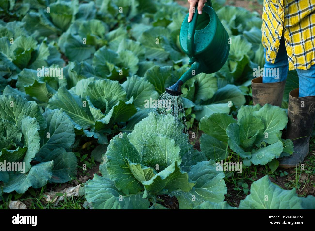 Farmer watering cabbage garden with water can Stock Photo - Alamy