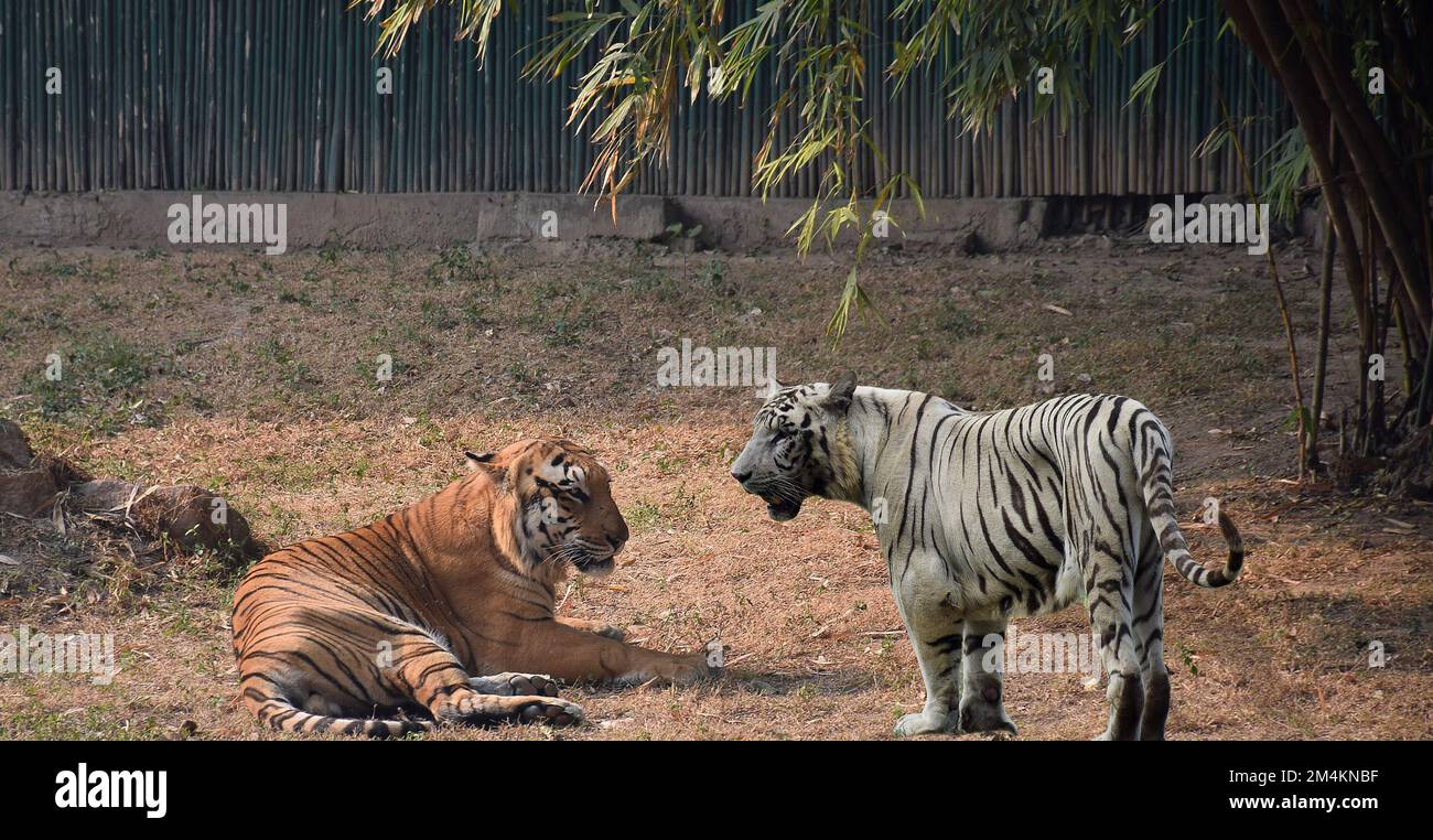 A Royal Bengal tiger sharing its habitat with a White Tiger Stock Photo ...