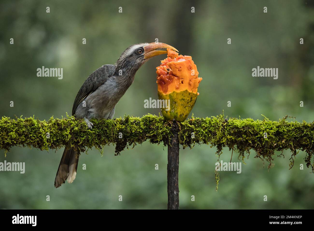 Most Beautiful Malabar Grey Hornbill having fruits with beautiful ...