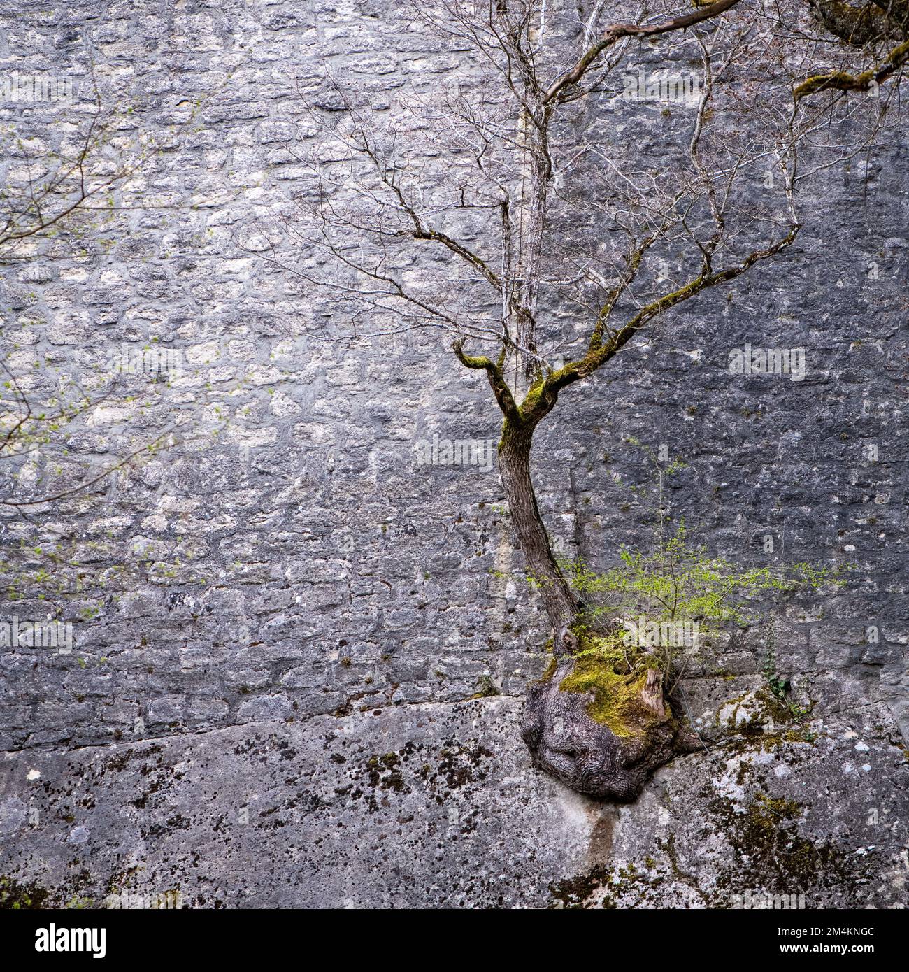 A single deciduous tree branches growing in the stone against a wall ...