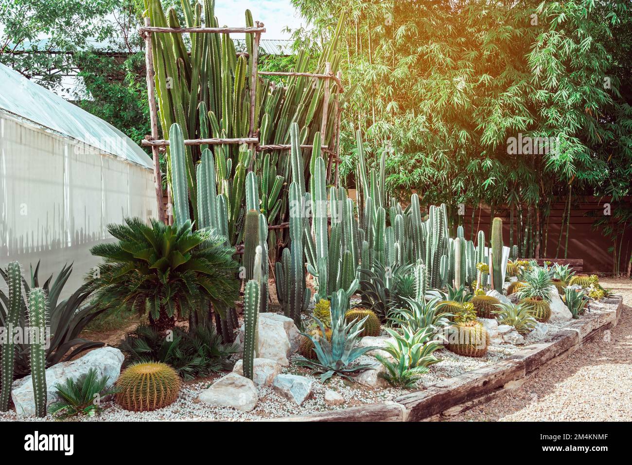 Many cactus plants to decorate the garden.Cultivation of beautiful ...