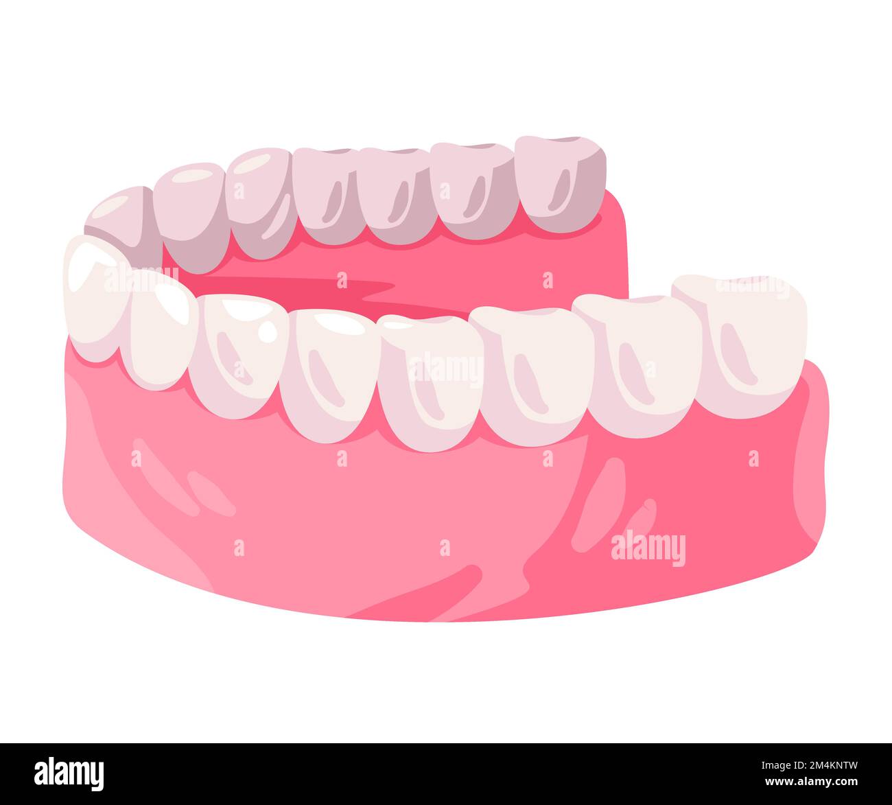 Mouth gums and teeth orthodonthic lower jaw drawing illustration Stock ...