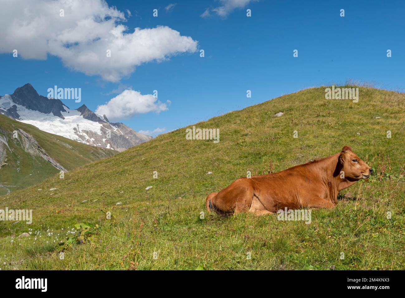 A beautiful view of a young Tarentaise cattle in Tour Du Mount Blanc in ...