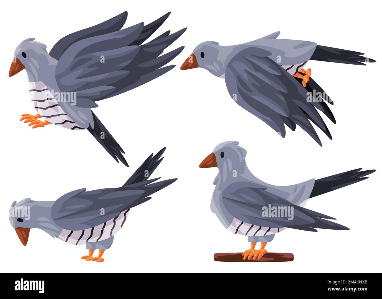 Cuckoo cuculidae bird poses fly stand with grey white color graphic ...