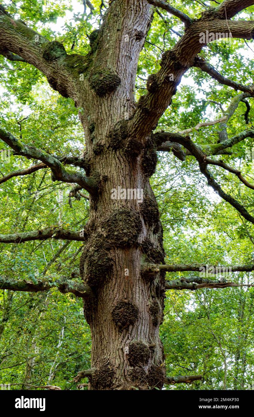 100 acre park hi-res stock photography and images - Alamy