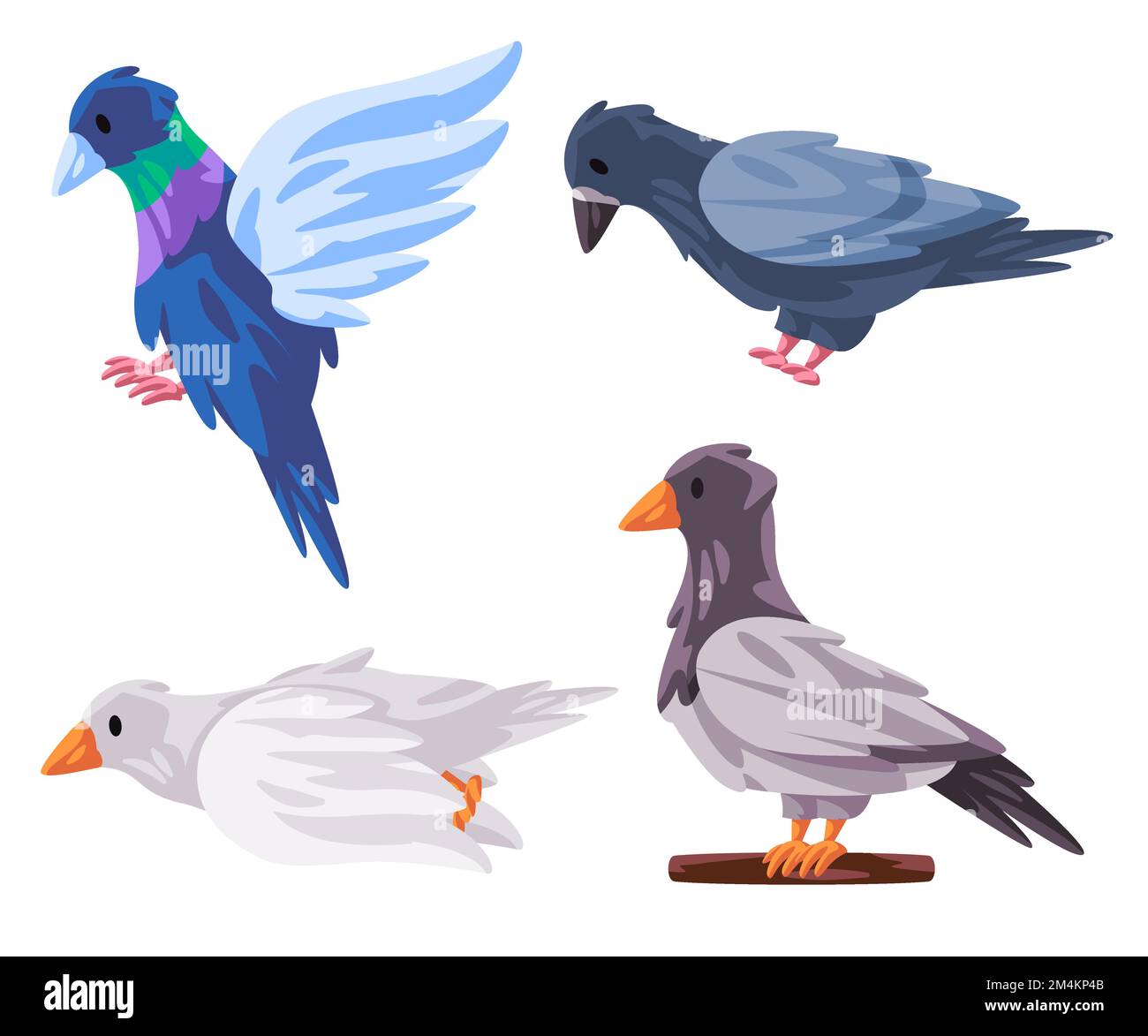 Pigeon dove birds vector illustration collection set pose in flying ...