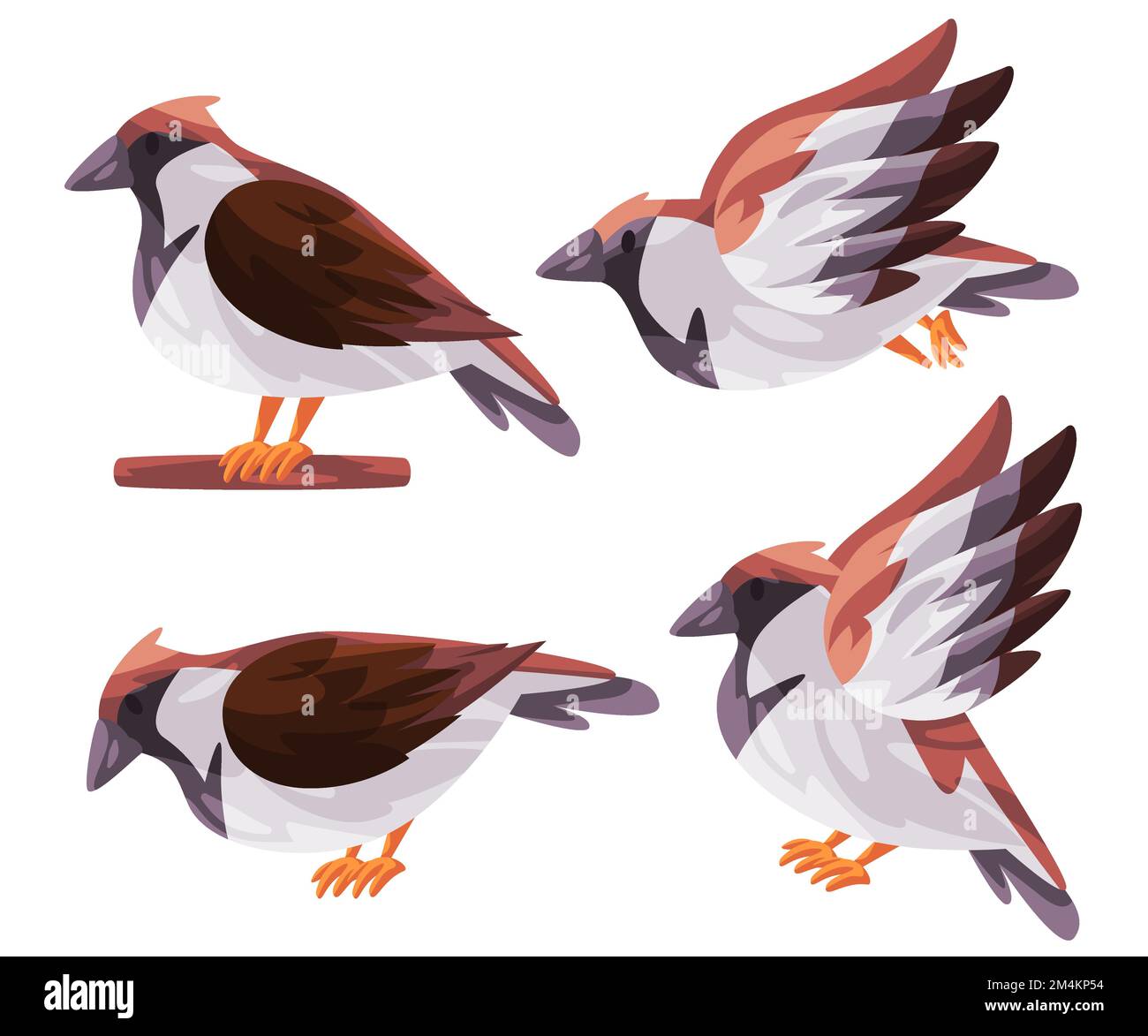 Sparrow bird Italian passer poses fly stand with white brown color ...