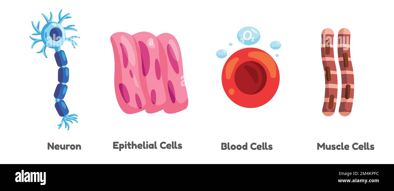 Human somatic cell neurons epithelial blood and muscle illustration ...