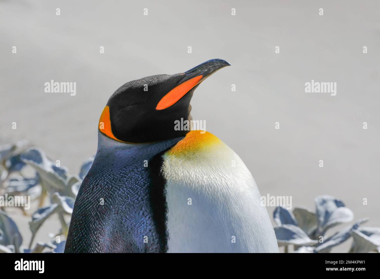 Adult king penguin standing on the beach of Saunders island. South ...