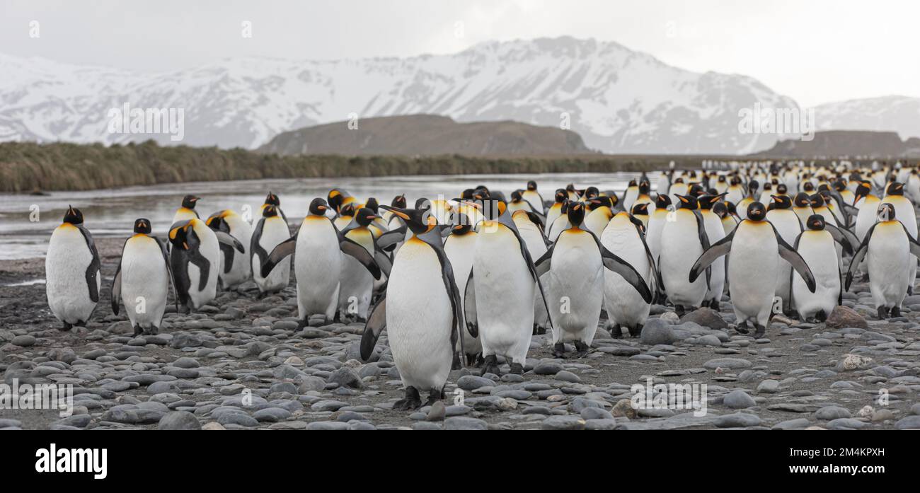 A large group of king penguins on Salisbury plain. South Georgia ...