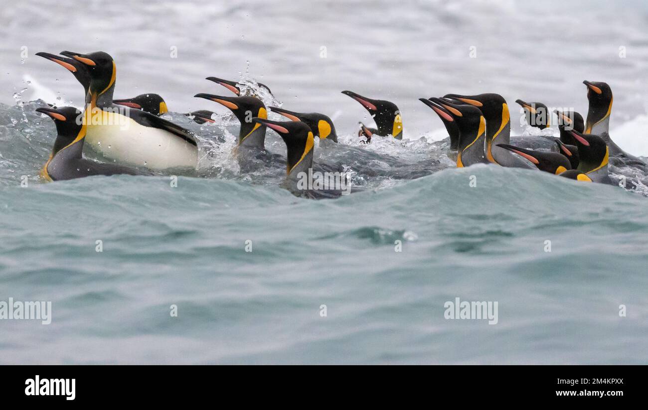 A group of king penguins swimming in icy waters of St Andrews Bay ...