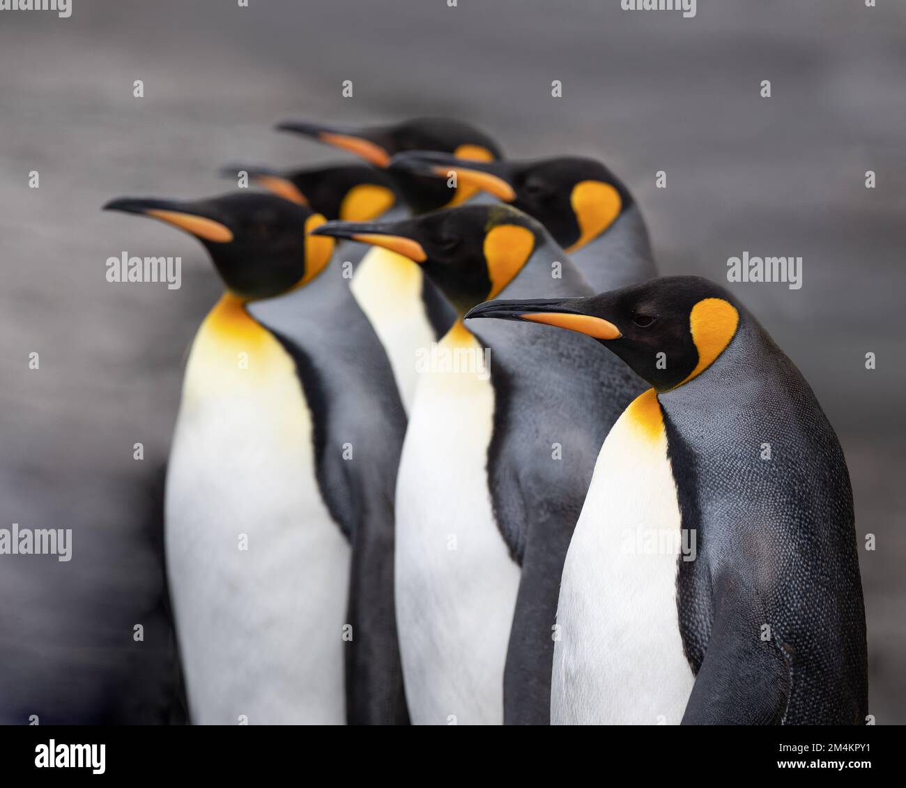 Emperor penguins group hi-res stock photography and images - Alamy
