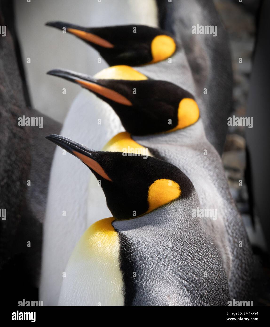 Three adult king penguins standing in a straight row. South Georgia ...