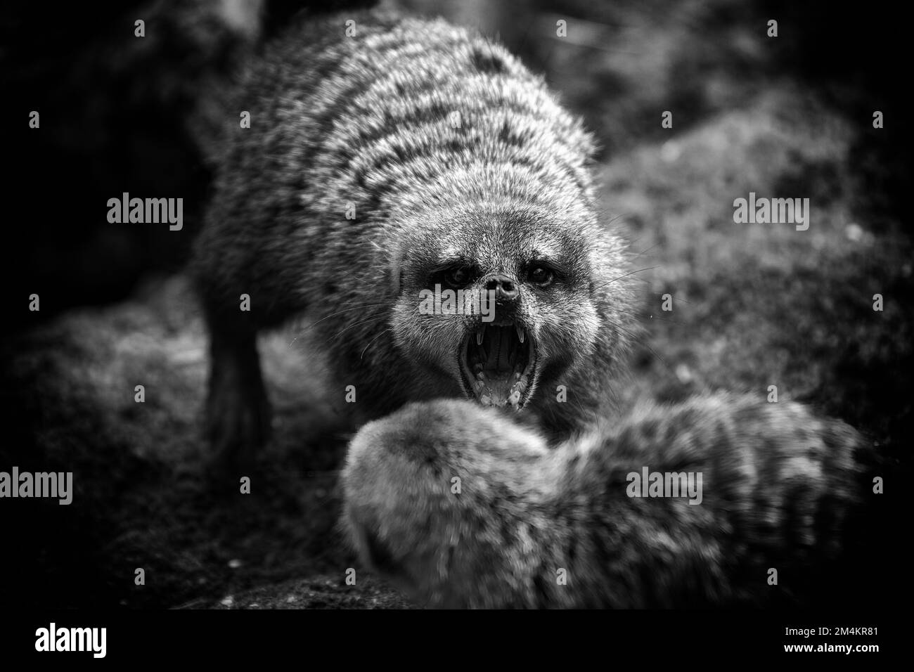 A grayscale of an angry Meerkat in a forest looking at the camera Stock ...