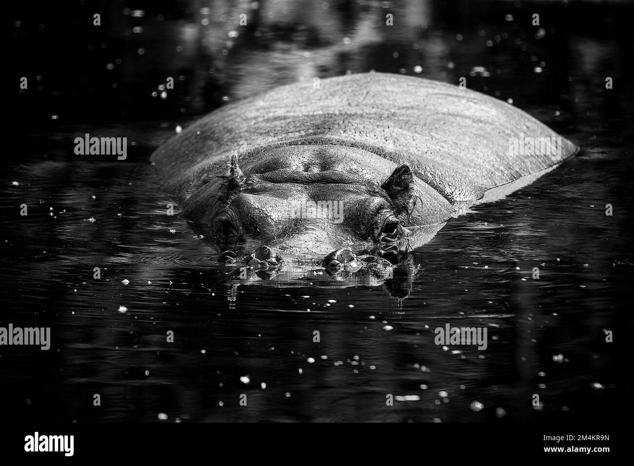 A grayscale of a beautiful big hippo looking at the camera from a water ...
