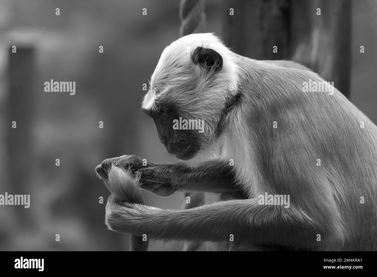 A grayscale of a beautiful monkey looking at its tail Stock Photo - Alamy