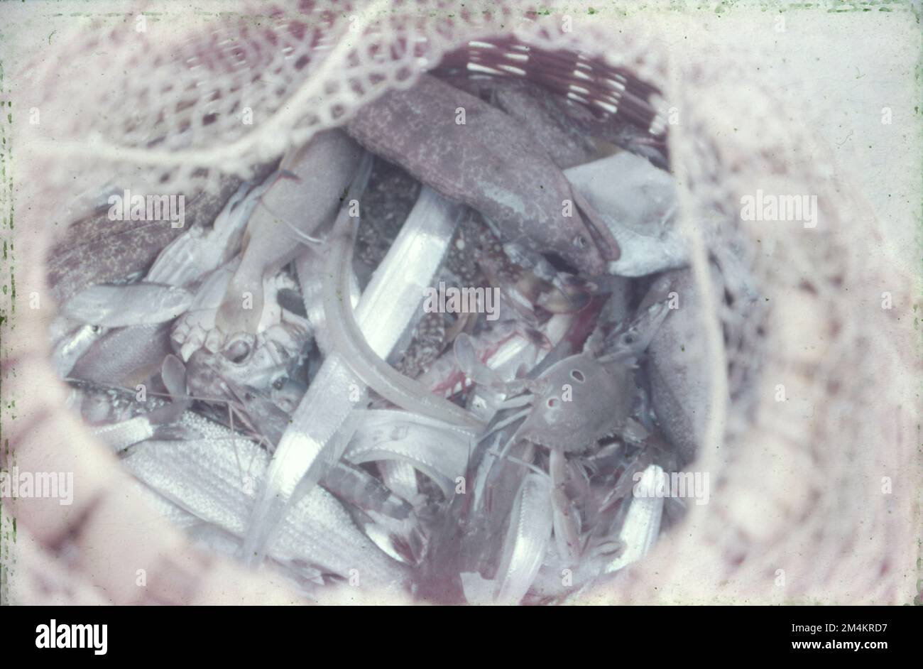 The Kolis, a traditional fishing community in Maharashtra. Koli, the ...