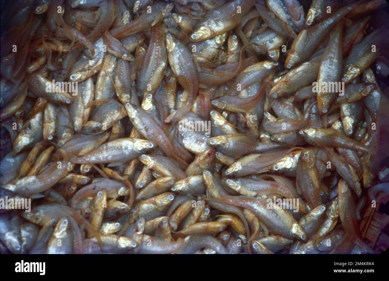 The Kolis, a traditional fishing community in Maharashtra. Koli, the ...