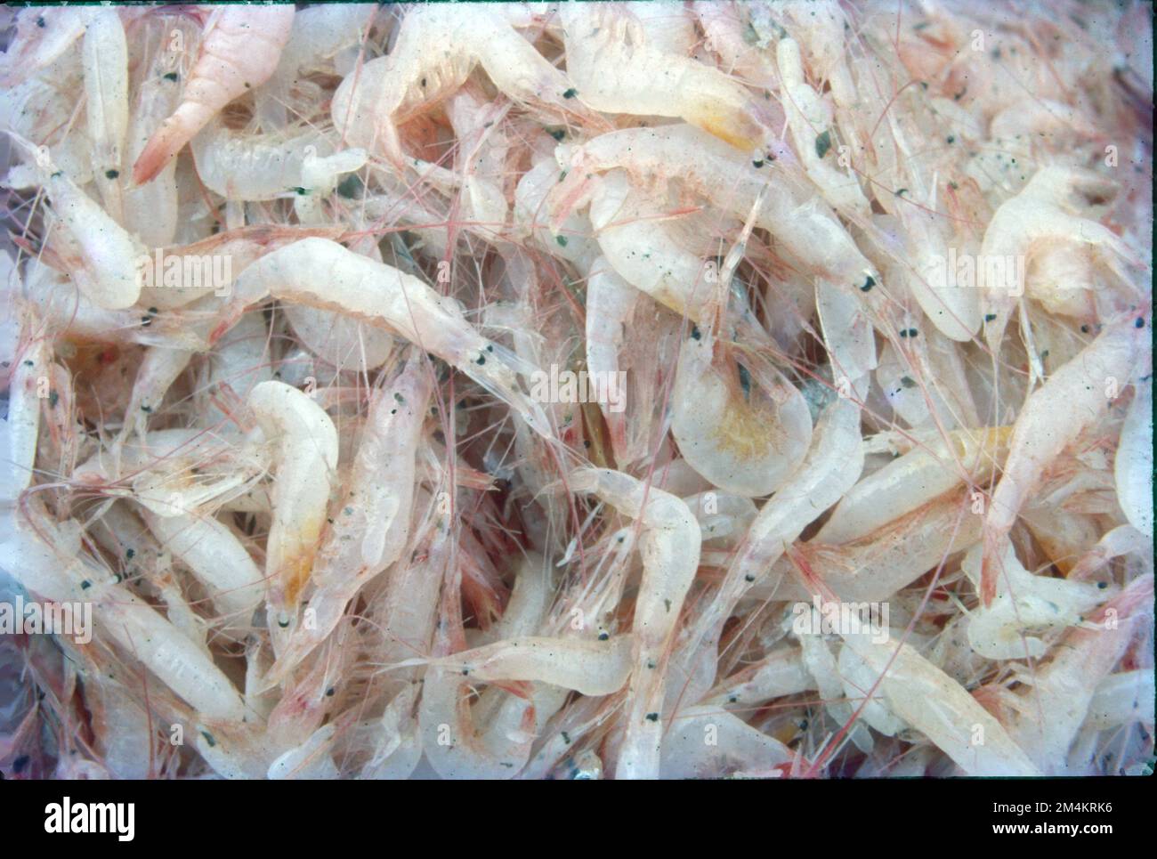 The Kolis, a traditional fishing community in Maharashtra. Koli, the ...