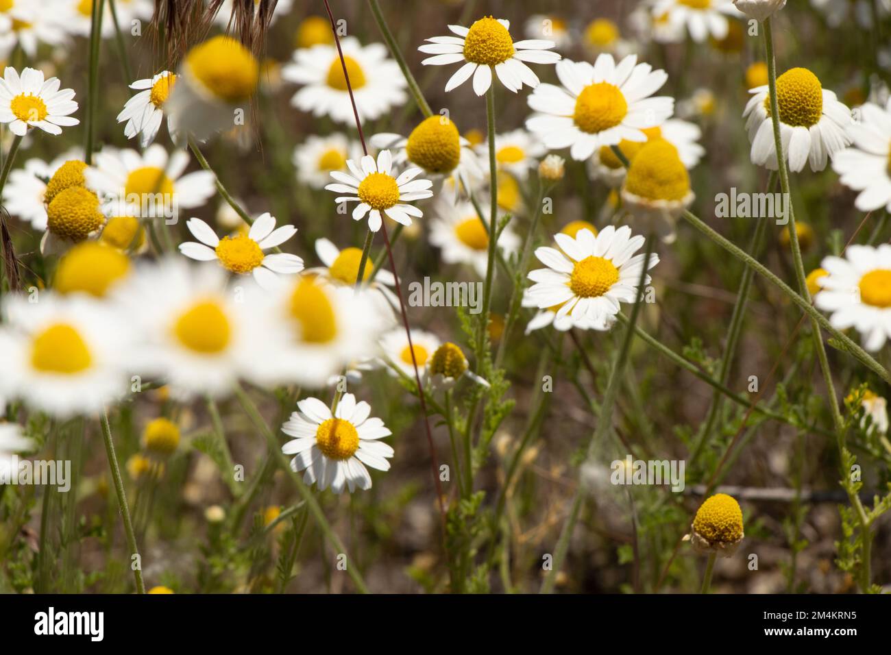field daisies in a field in spring in Ukraine, wildflowers, floral ...
