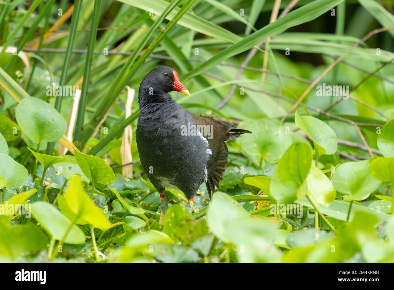 Close-up of a sitting / standing common moorhen during spring time on ...