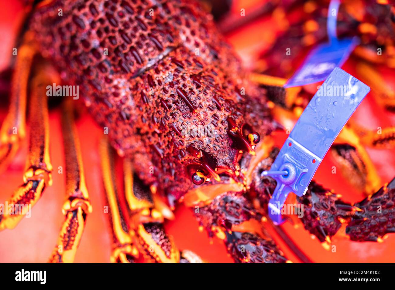 Catching live Lobster in America. Fishing crayfish in Tasmania ...