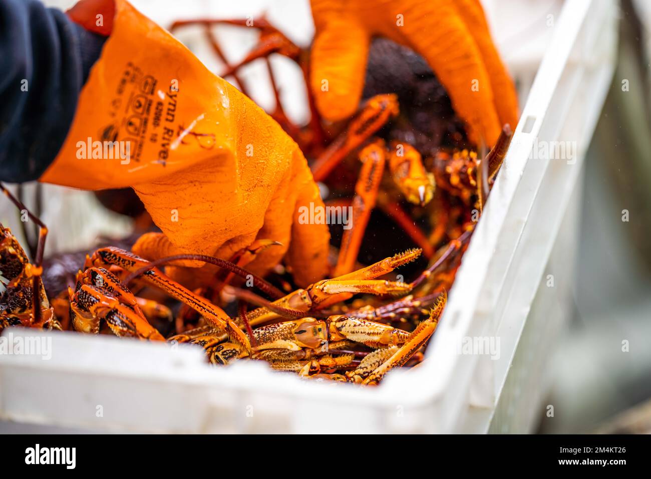 Live east coast rock lobster fishing in australia. Crayfish on a boat ...