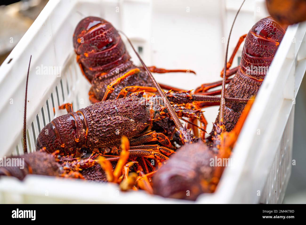 Live east coast rock lobster fishing in australia. Crayfish on a boat ...
