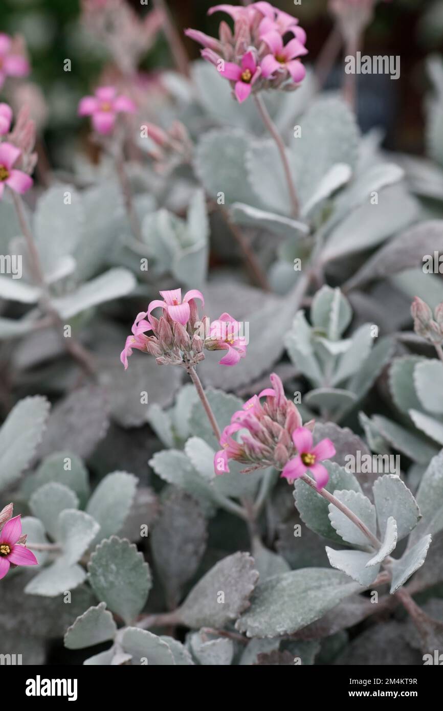 Kalanchoe pumila flowers Stock Photo - Alamy