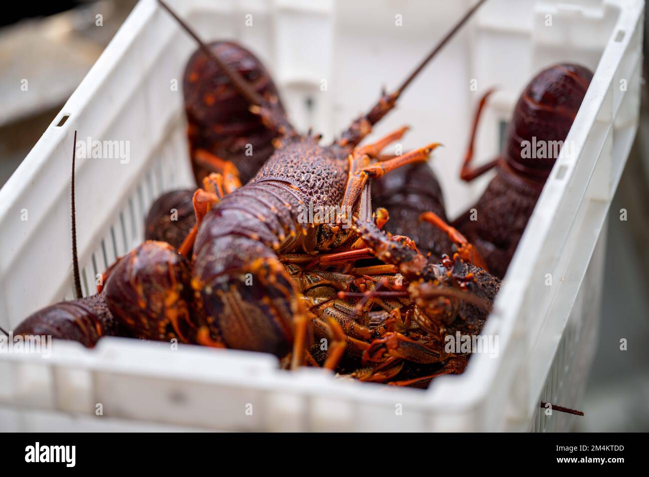 Australian chinese cuisine hi-res stock photography and images - Alamy