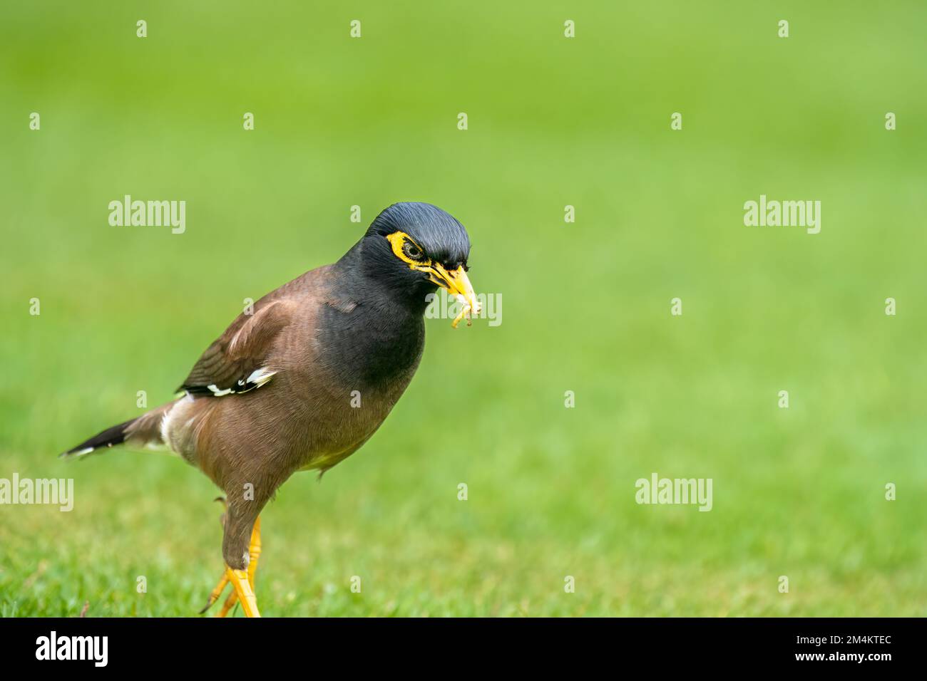 Common myna insect hi-res stock photography and images - Alamy