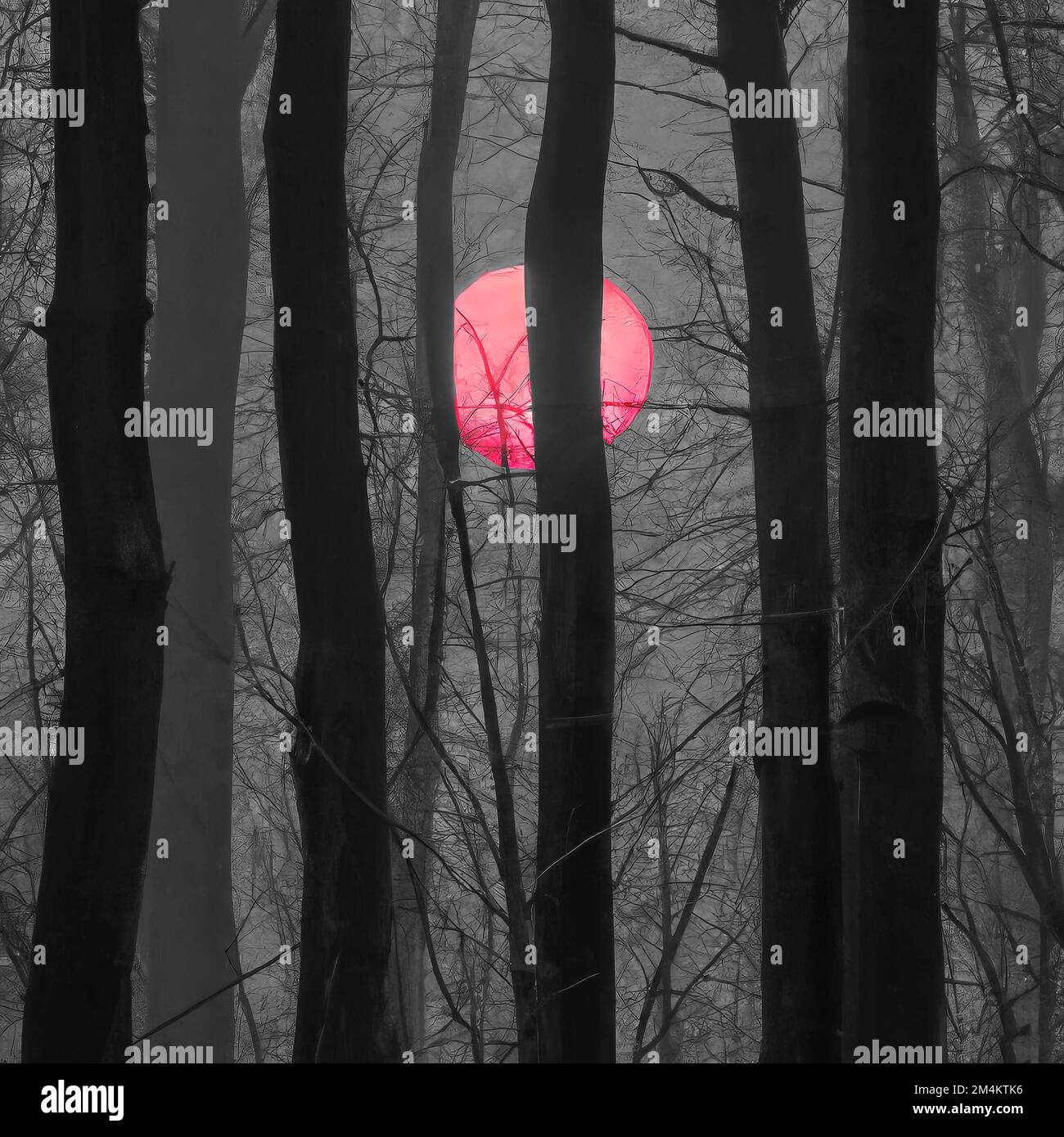 Moon behind dense forest trees hi-res stock photography and images - Alamy