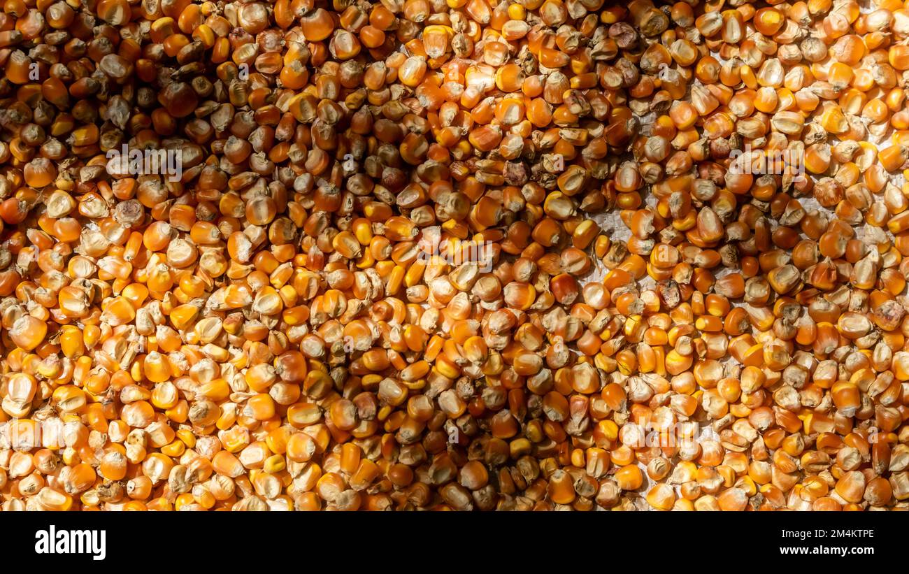 pile of corn kernels as background Stock Photo - Alamy