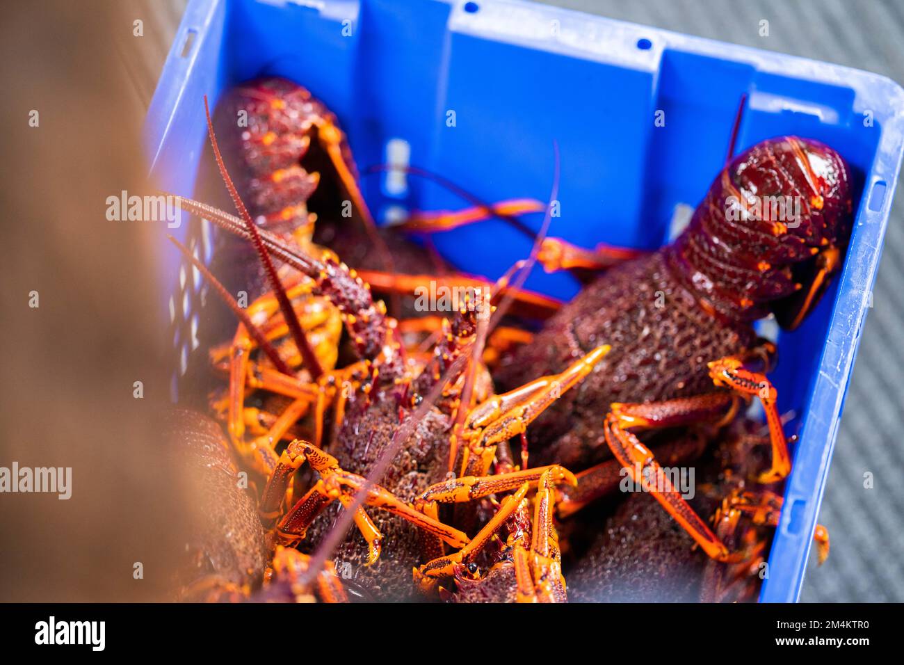 Catching live Lobster in America. Fishing crayfish in Tasmania ...