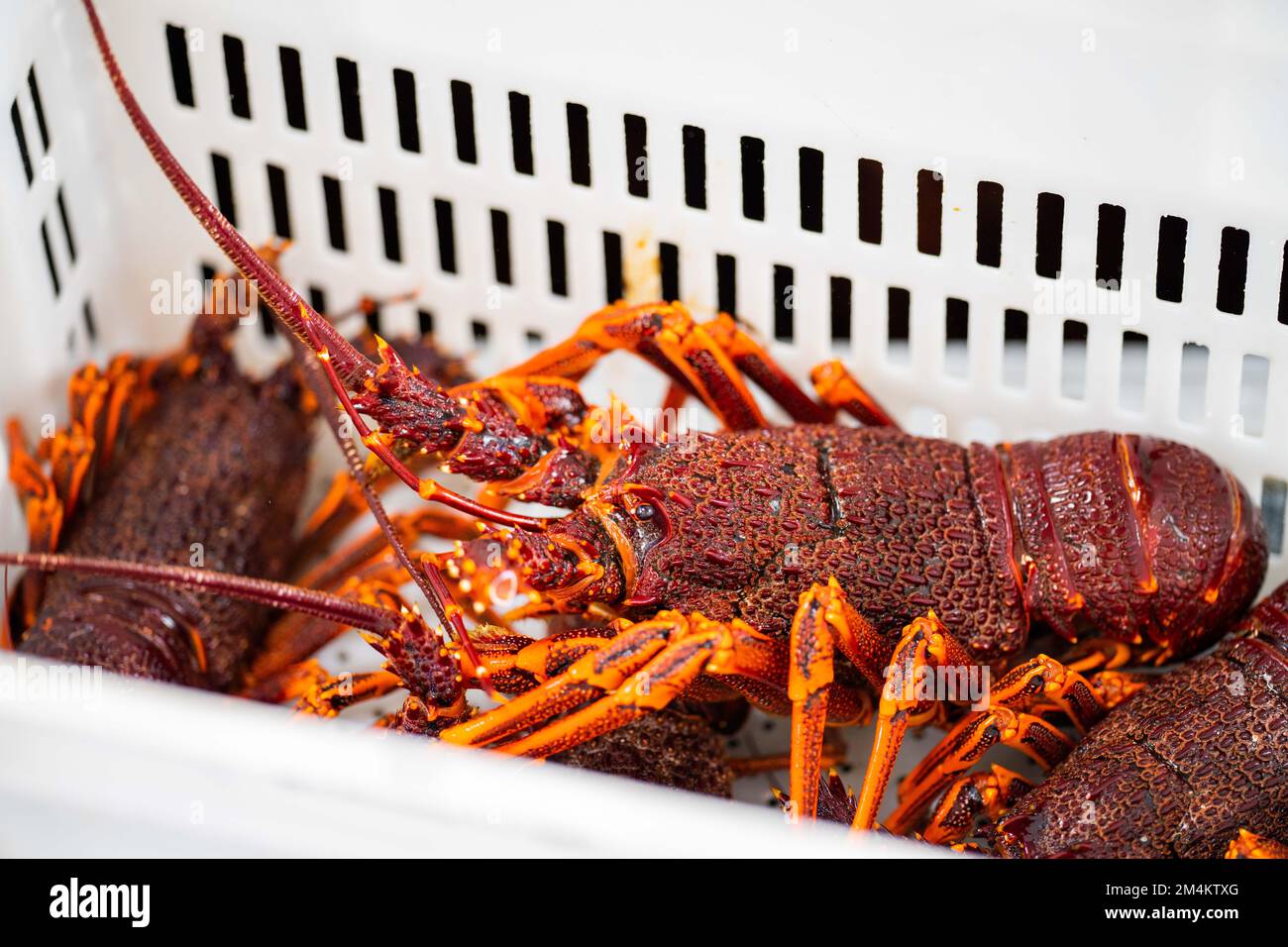 Live east coast rock lobster fishing in australia. Crayfish on a boat ...