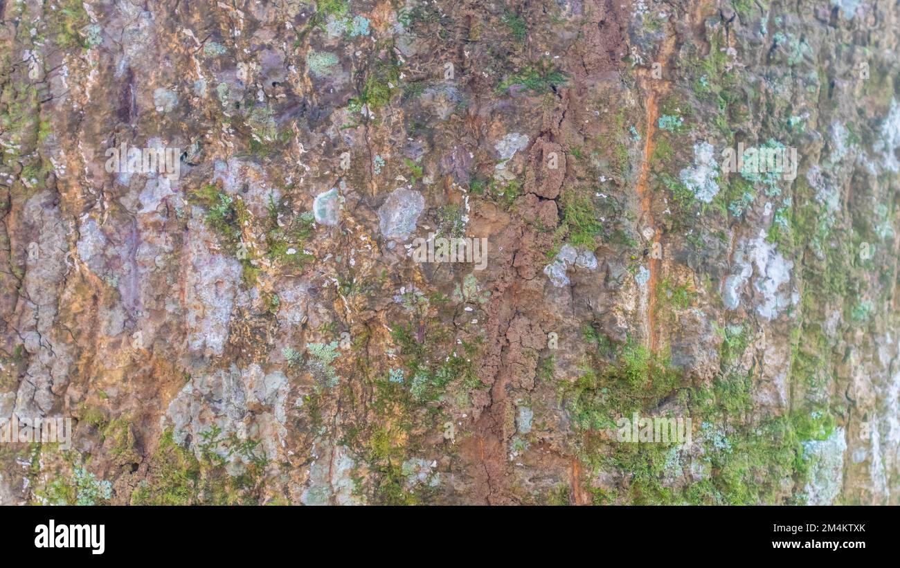 amazing bark texture as background Stock Photo - Alamy