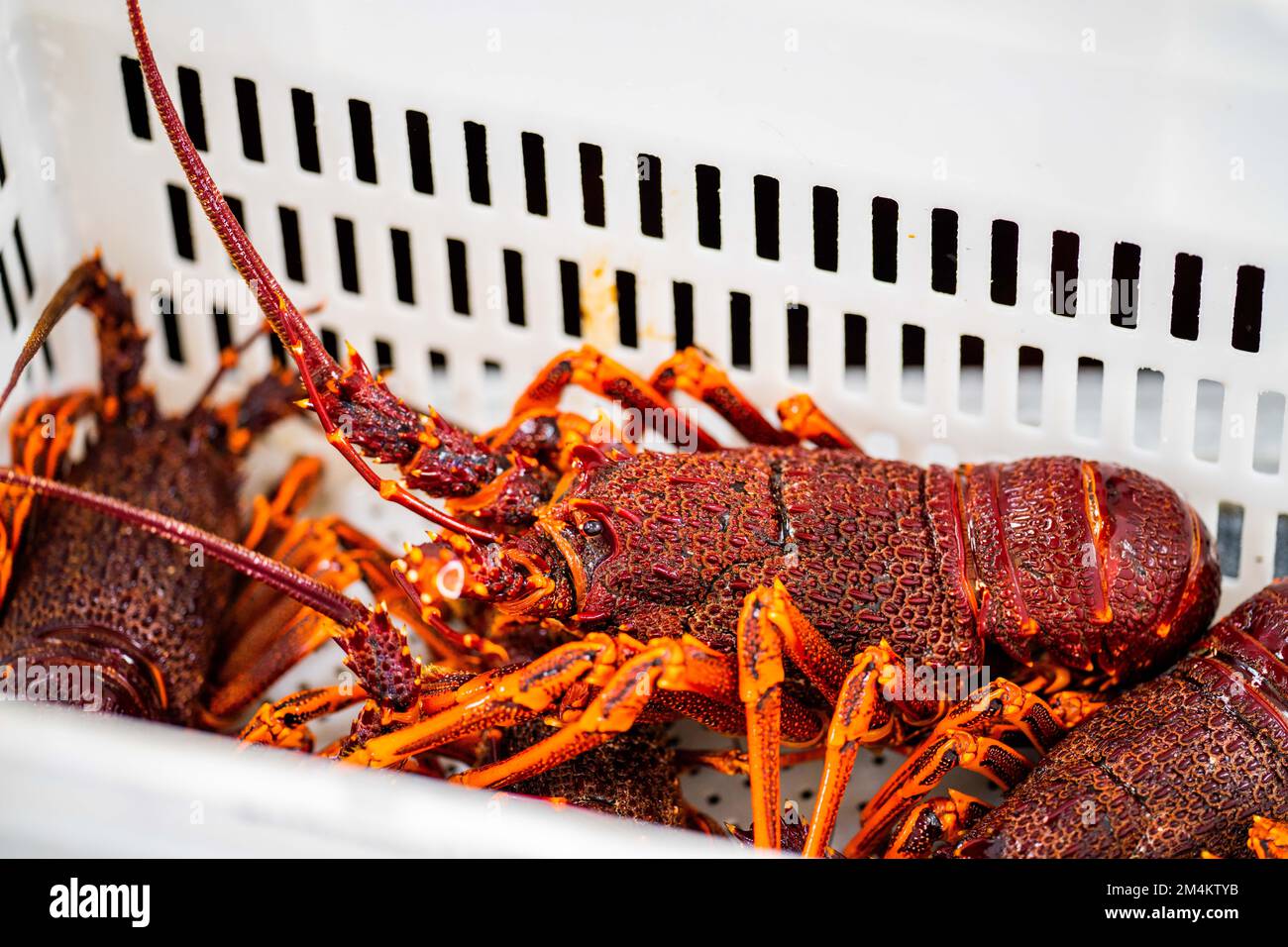 Catching live Lobster in America. Fishing crayfish in Tasmania ...