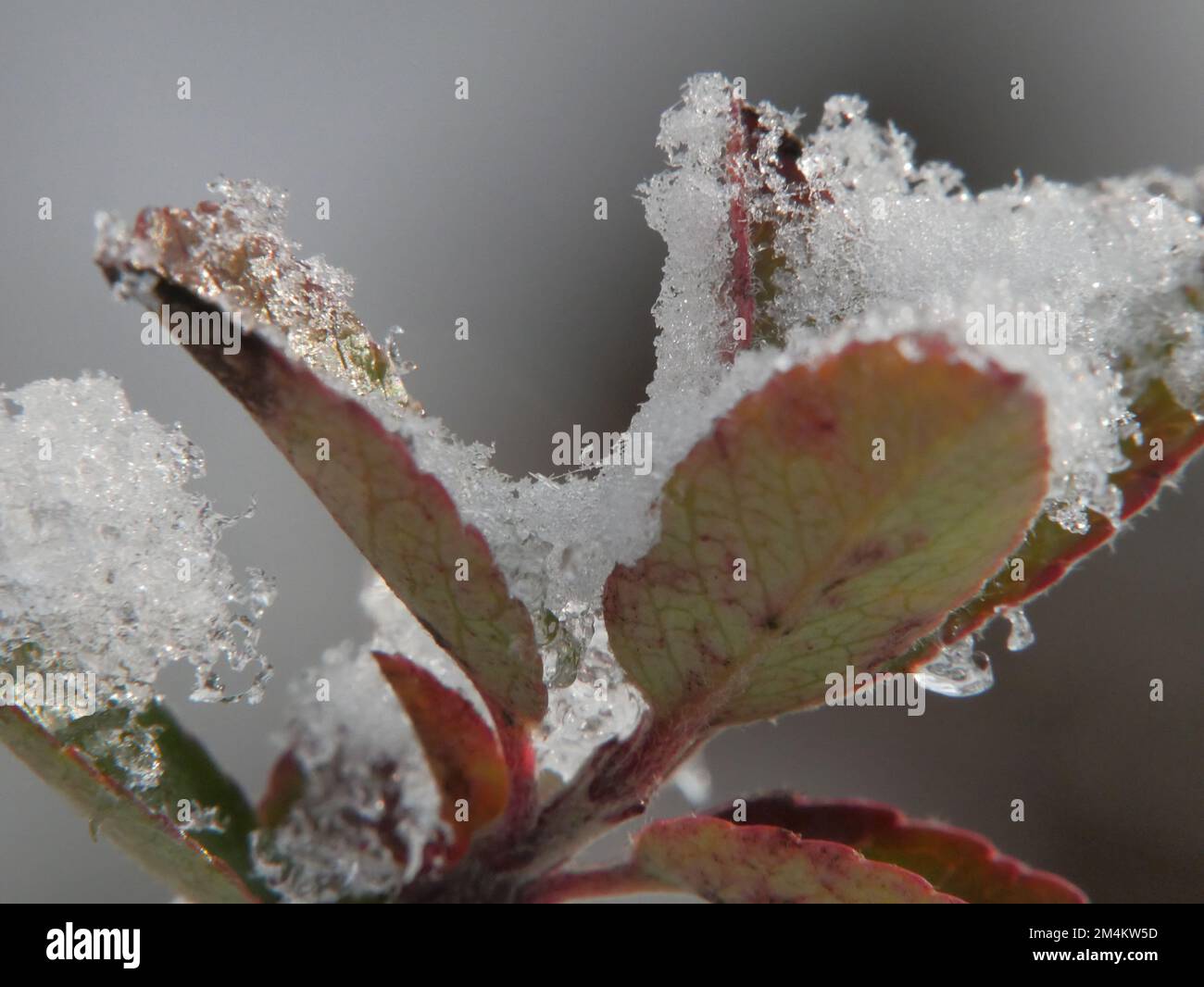 Snowy red and green plant leaves Stock Photo - Alamy