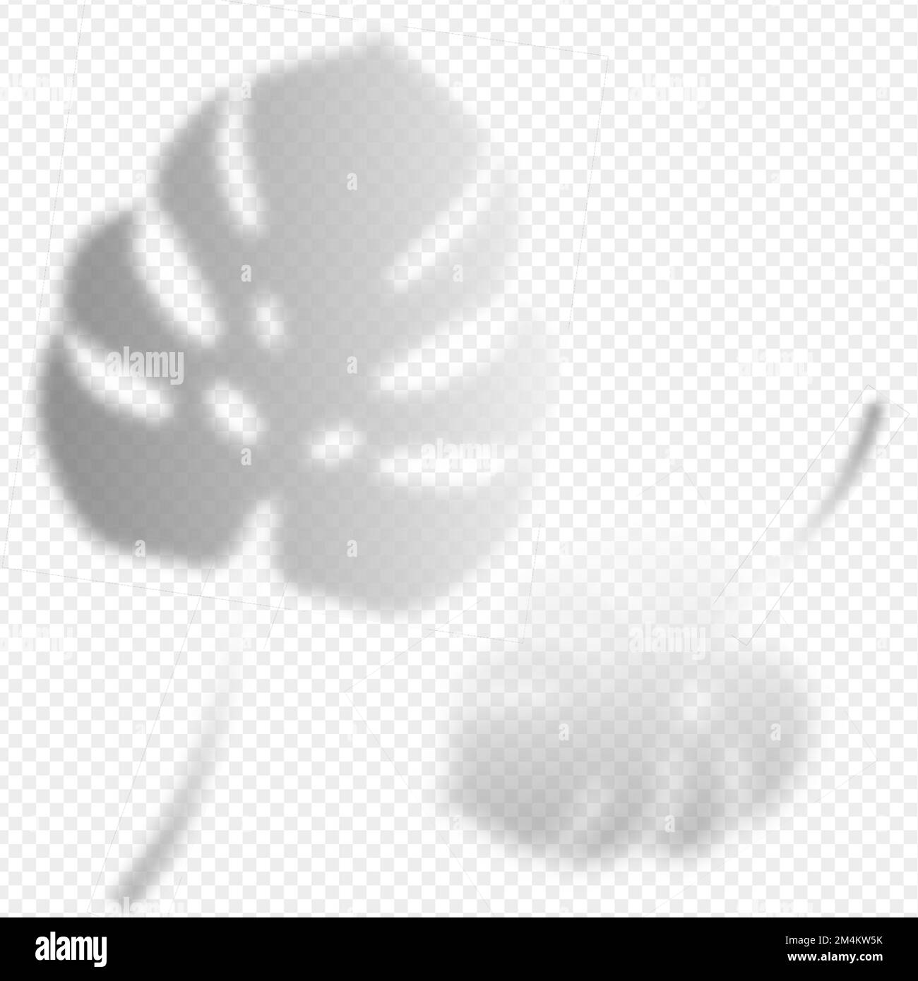 Monstera leaves shadow overlay on transparent background. Tropical ...
