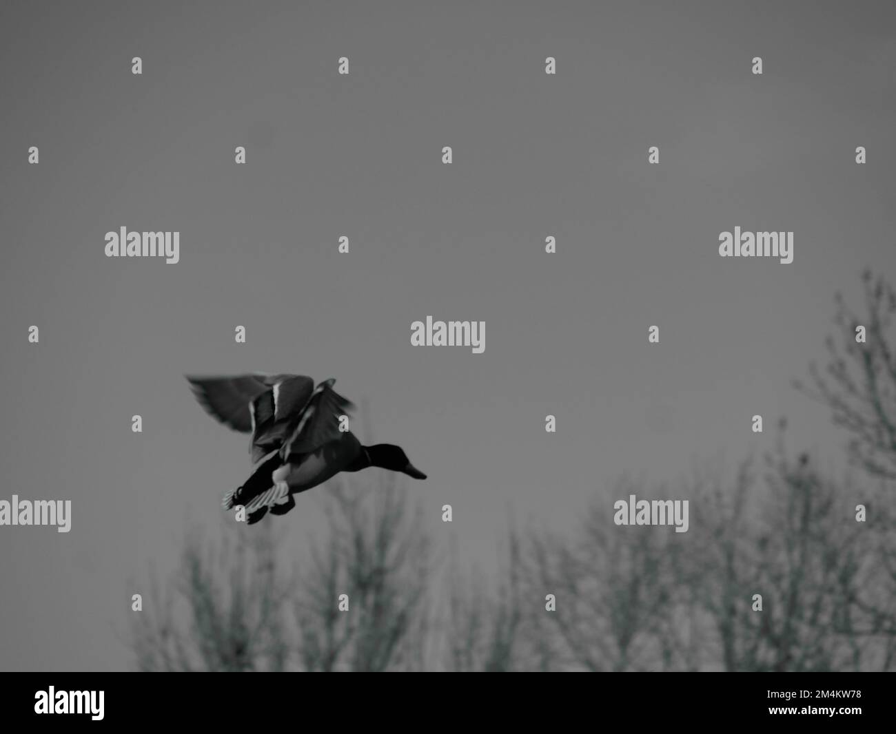 Black and white picture of a flying duck Stock Photo - Alamy