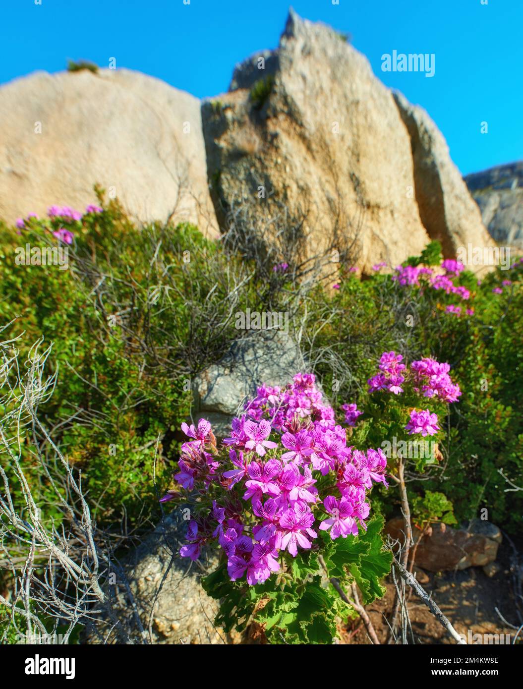 Table mountain wild flowers hi-res stock photography and images - Alamy