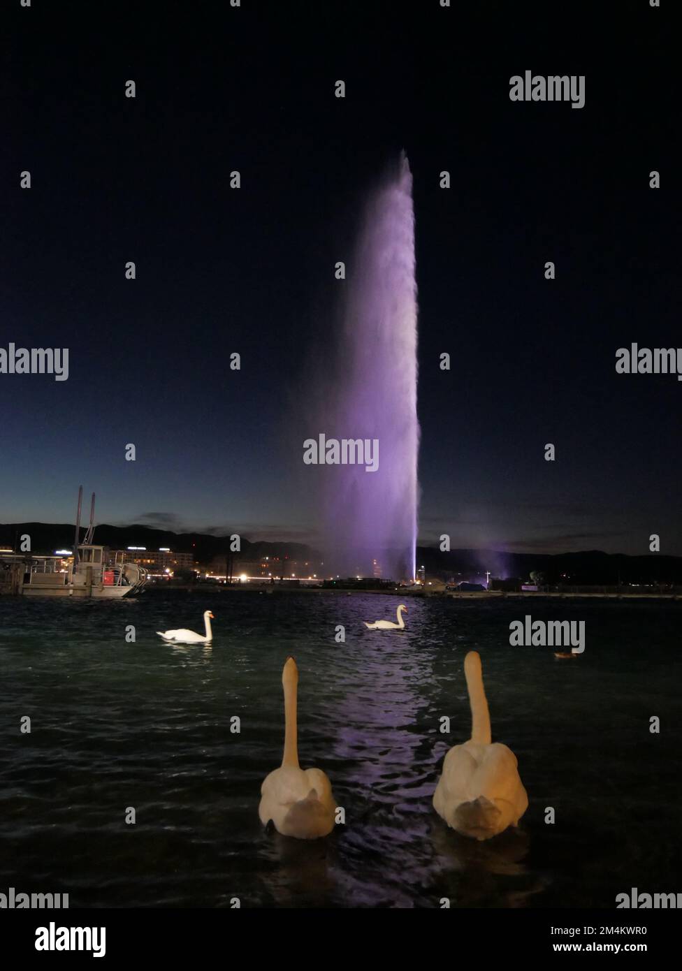 Swans admiring the fountain of Geneva Stock Photo - Alamy