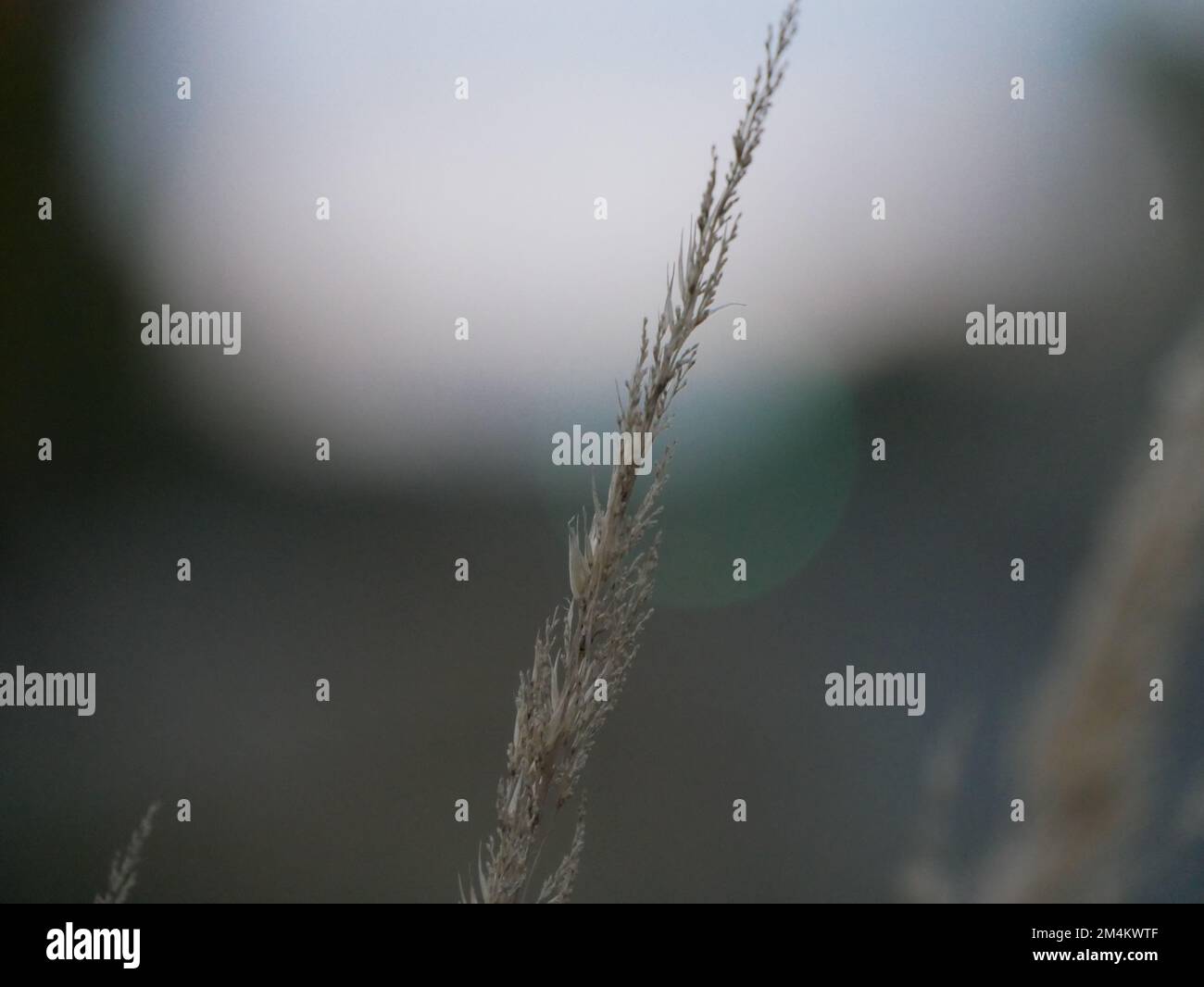 Signal grass hi-res stock photography and images - Alamy