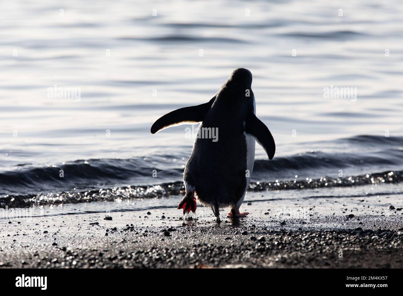 Chubby penguin hi-res stock photography and images - Alamy