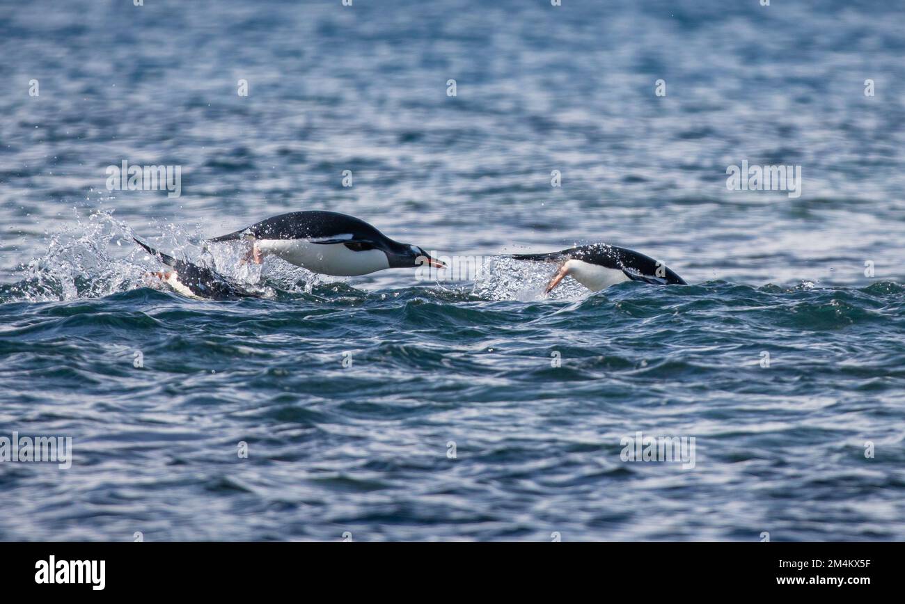 Penguin fishing antarctica hi-res stock photography and images - Alamy