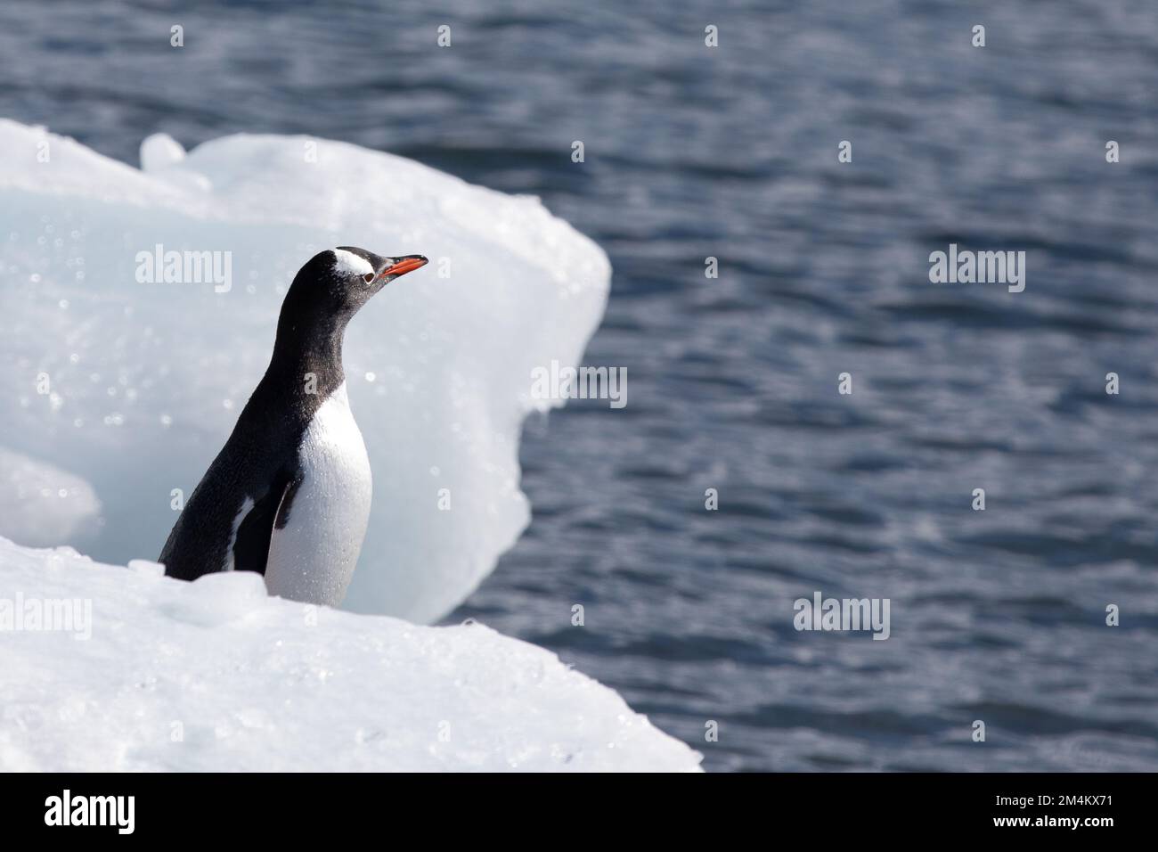 A lonely gentoo penguin standing on sea ice. Antarctica Stock Photo - Alamy
