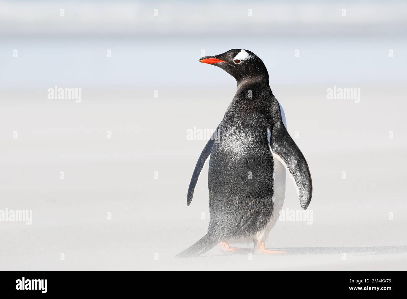 Penguin storm snow hi-res stock photography and images - Alamy